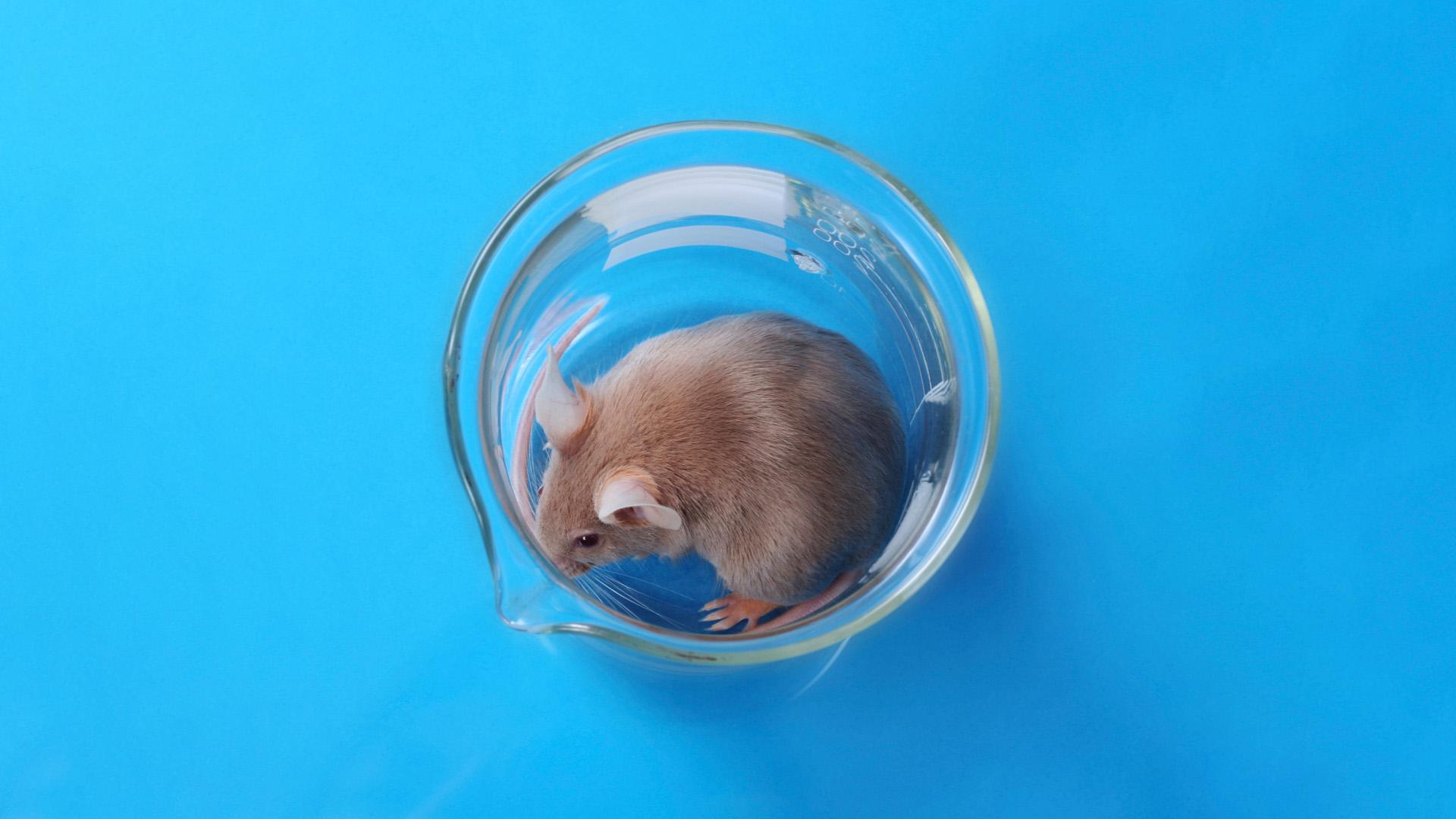 3R explained and 3R-Research at IC-3Rs